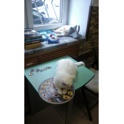 Отзывы о Котокафе "Котофей" (Россия, Челябинск)